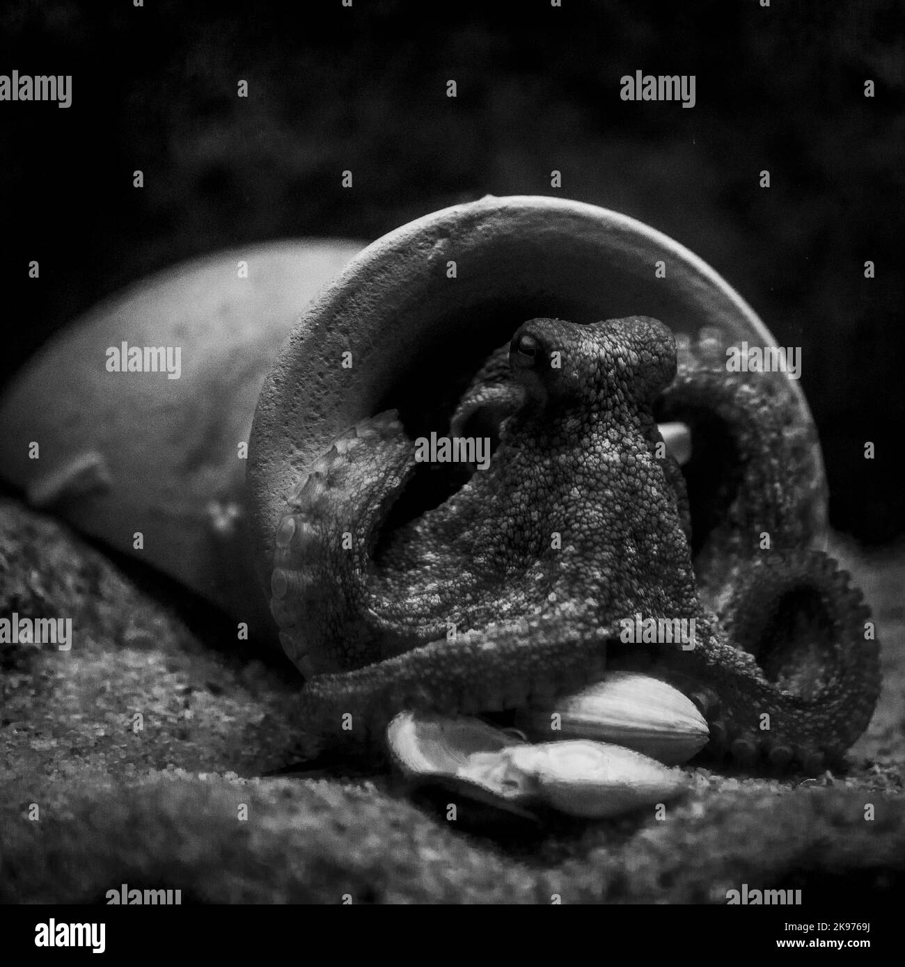 A greyscale shot of an octopus on a jar inside the aquarium Stock Photo ...