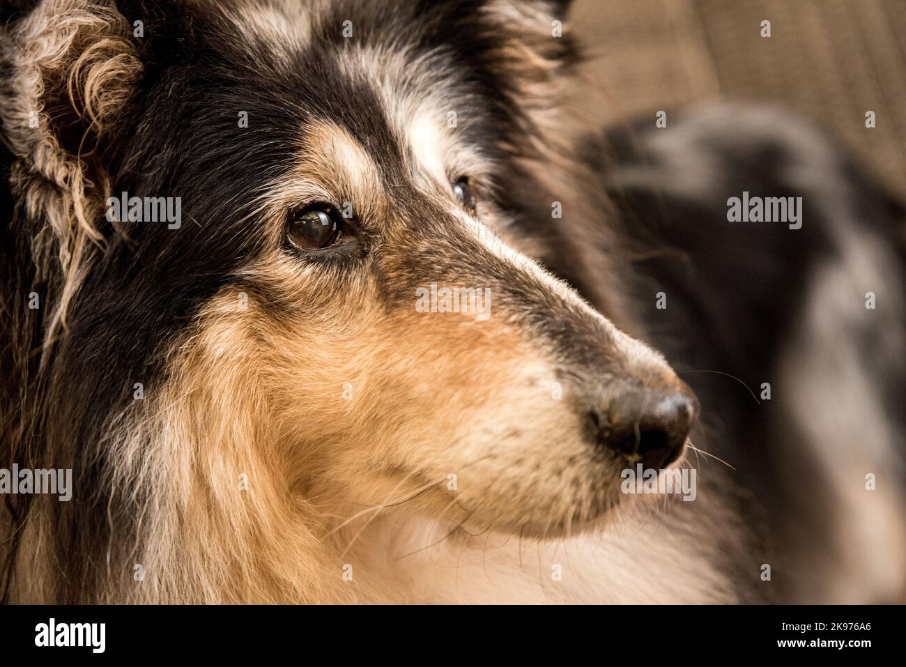 A close-up of a cute fluffy Rough Collie looking aside Stock Photo - Alamy