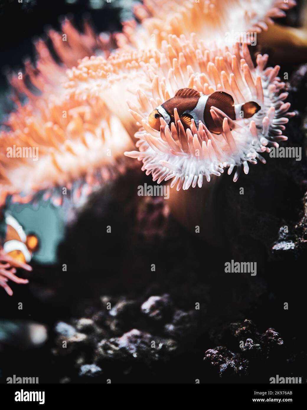 A clown fish on an anemone underwater Stock Photo - Alamy