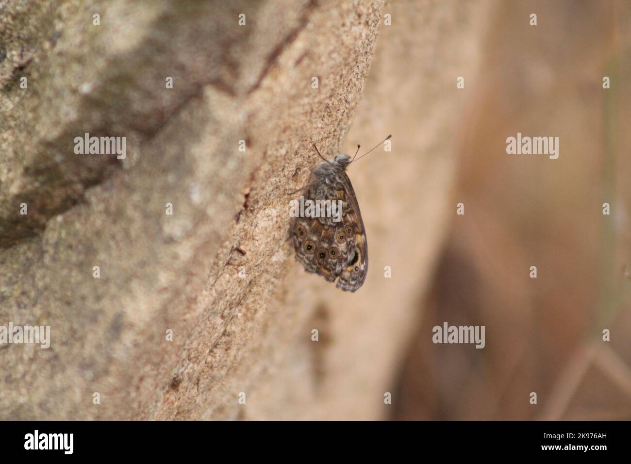 The close-up view of a Neope butterfly on a grainy stone surface Stock ...