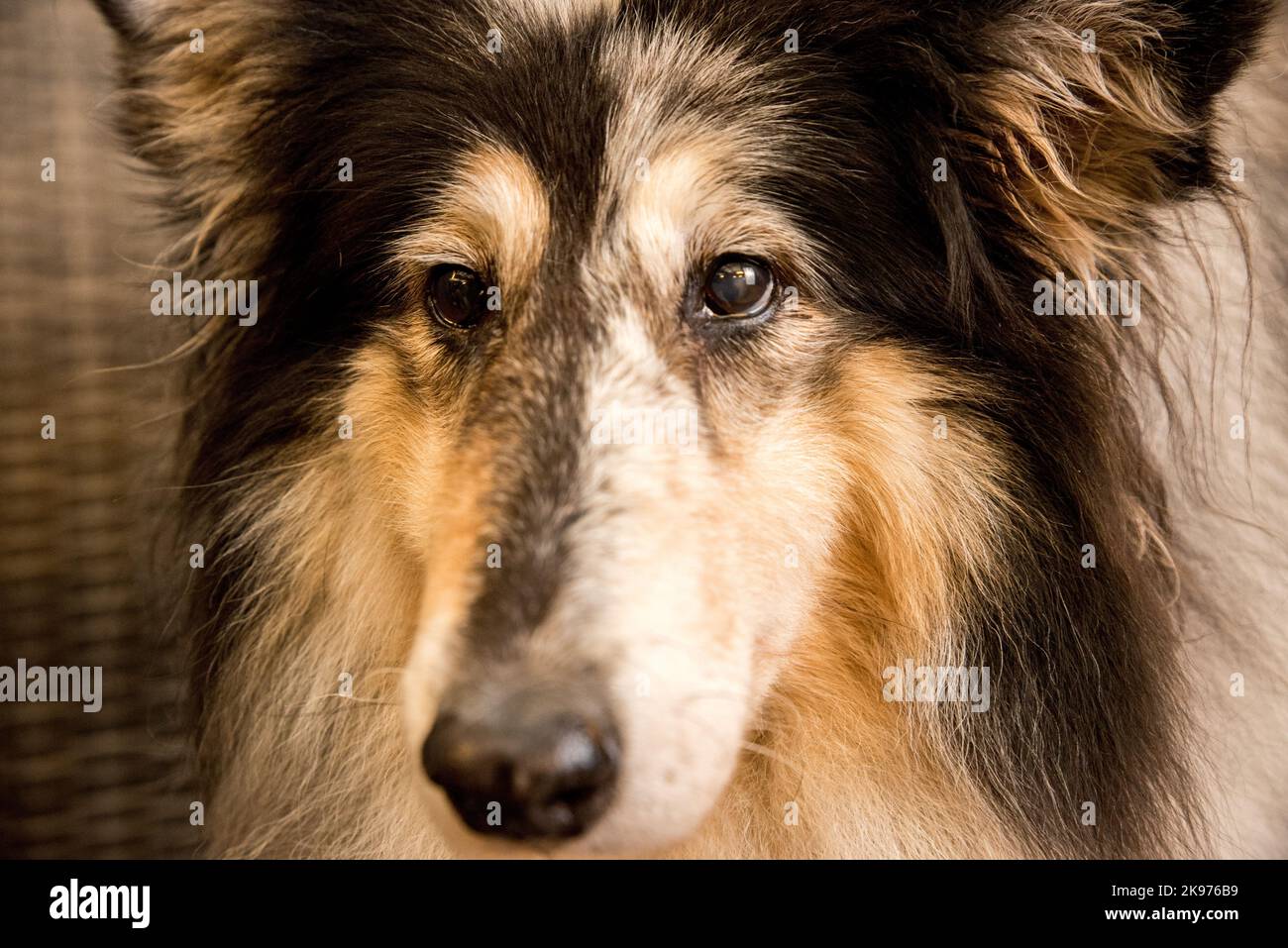 A close-up of a cute fluffy Rough Collie looking aside Stock Photo - Alamy