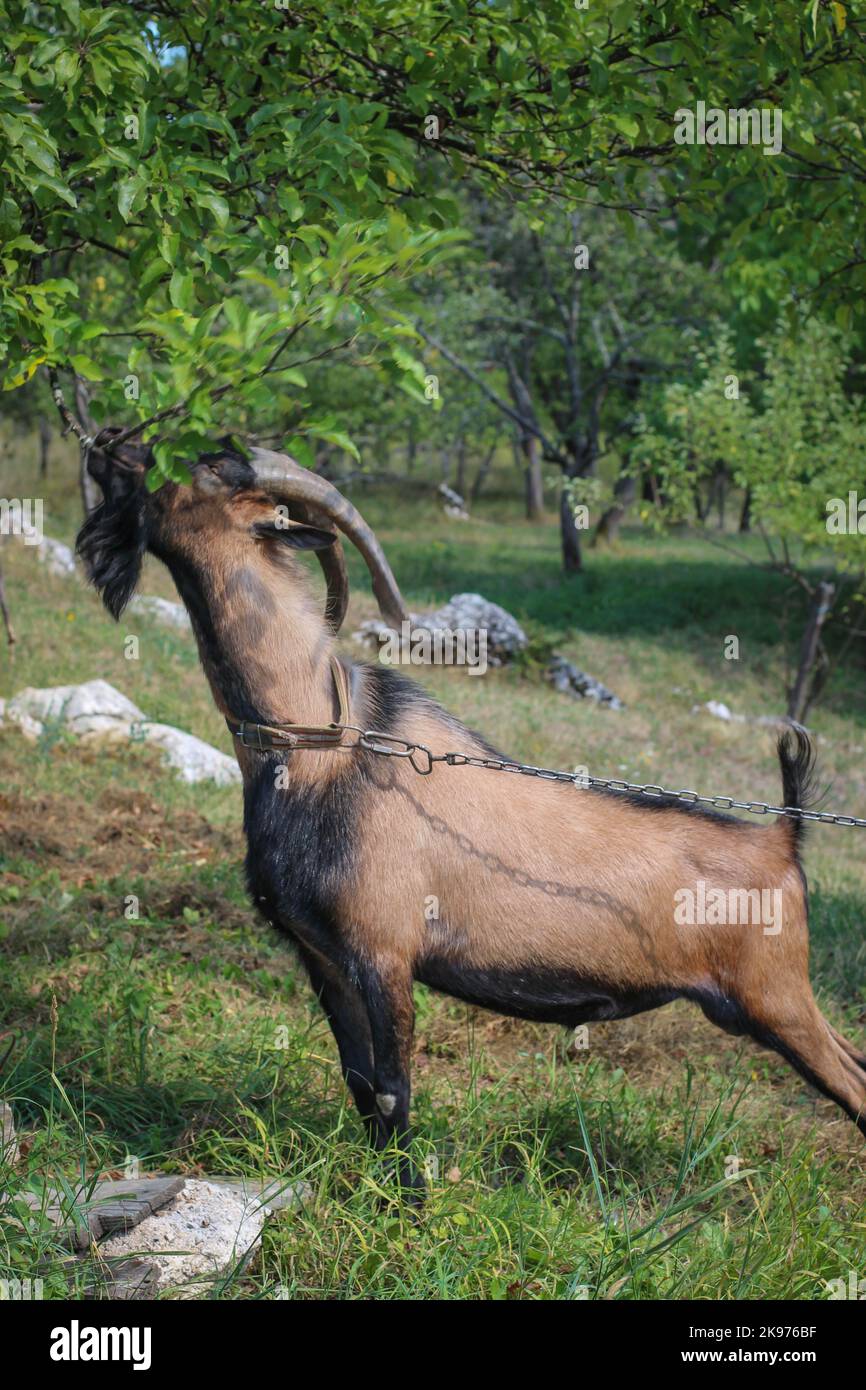 Single brown male goat with dark legs and horns, in countryside in ...