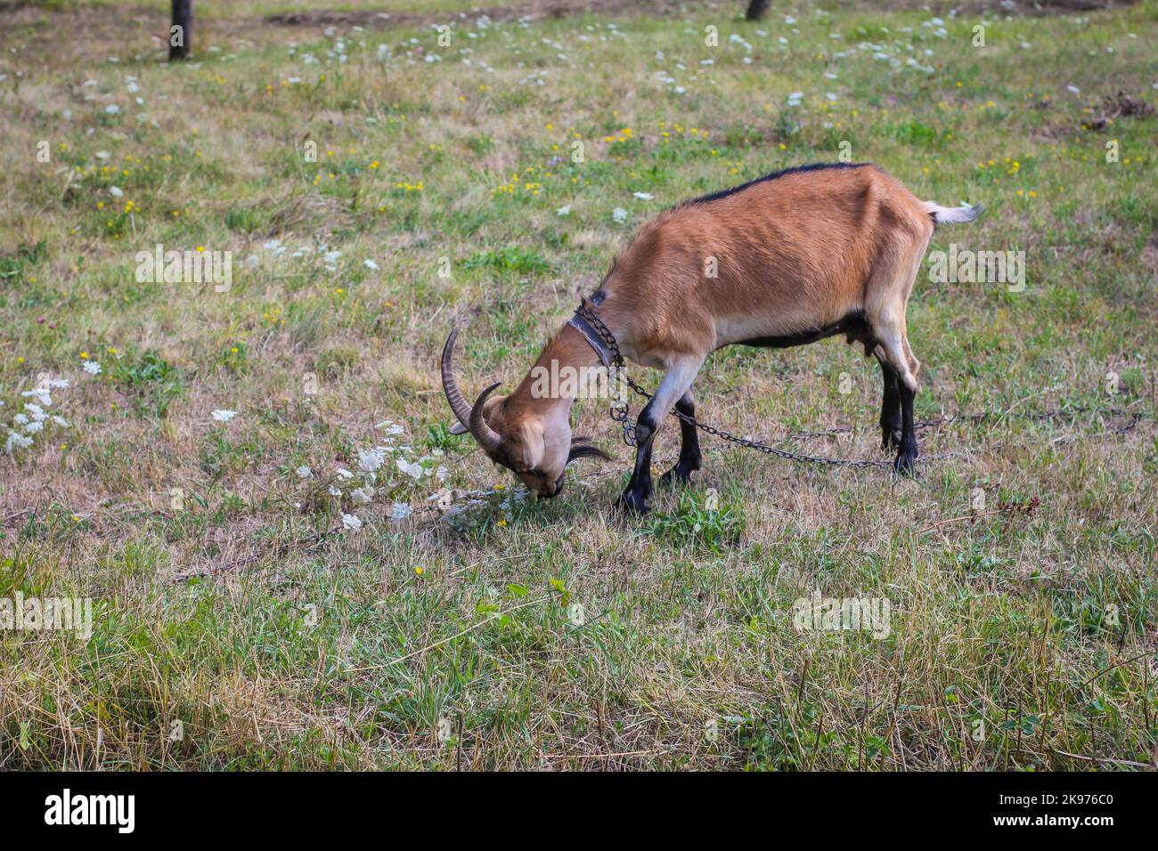 Single brown female goat with dark legs and horns, in countryside in ...