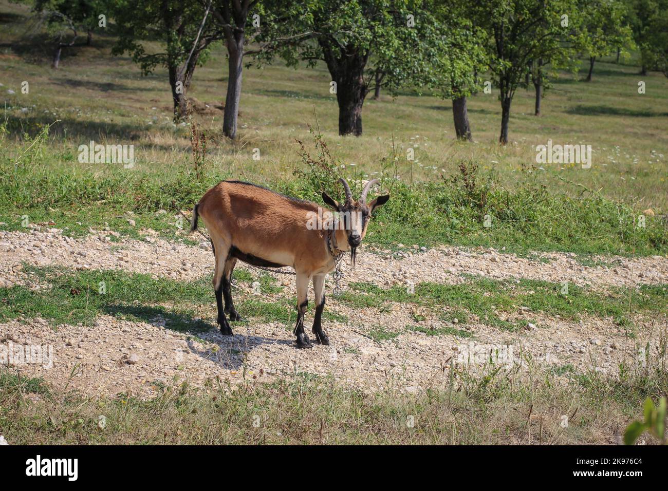 Single brown female goat with dark legs and horns, in countryside in ...