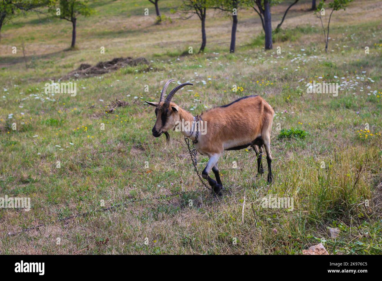 Single brown female goat with dark legs and horns, in countryside in ...