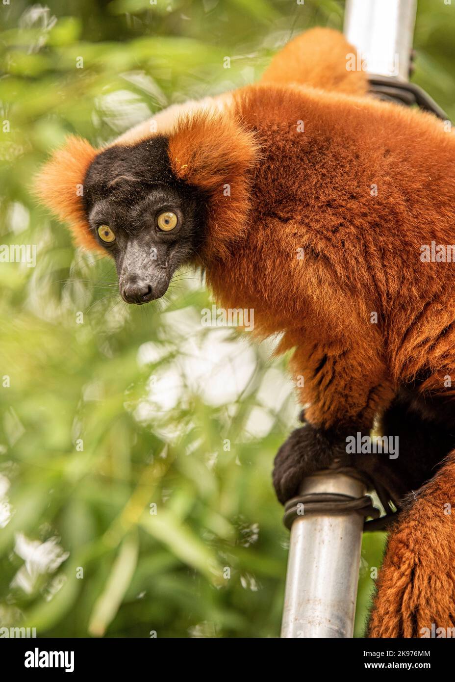 A closeup of red ruffed lemur with yellow eyes isolated in green nature ...