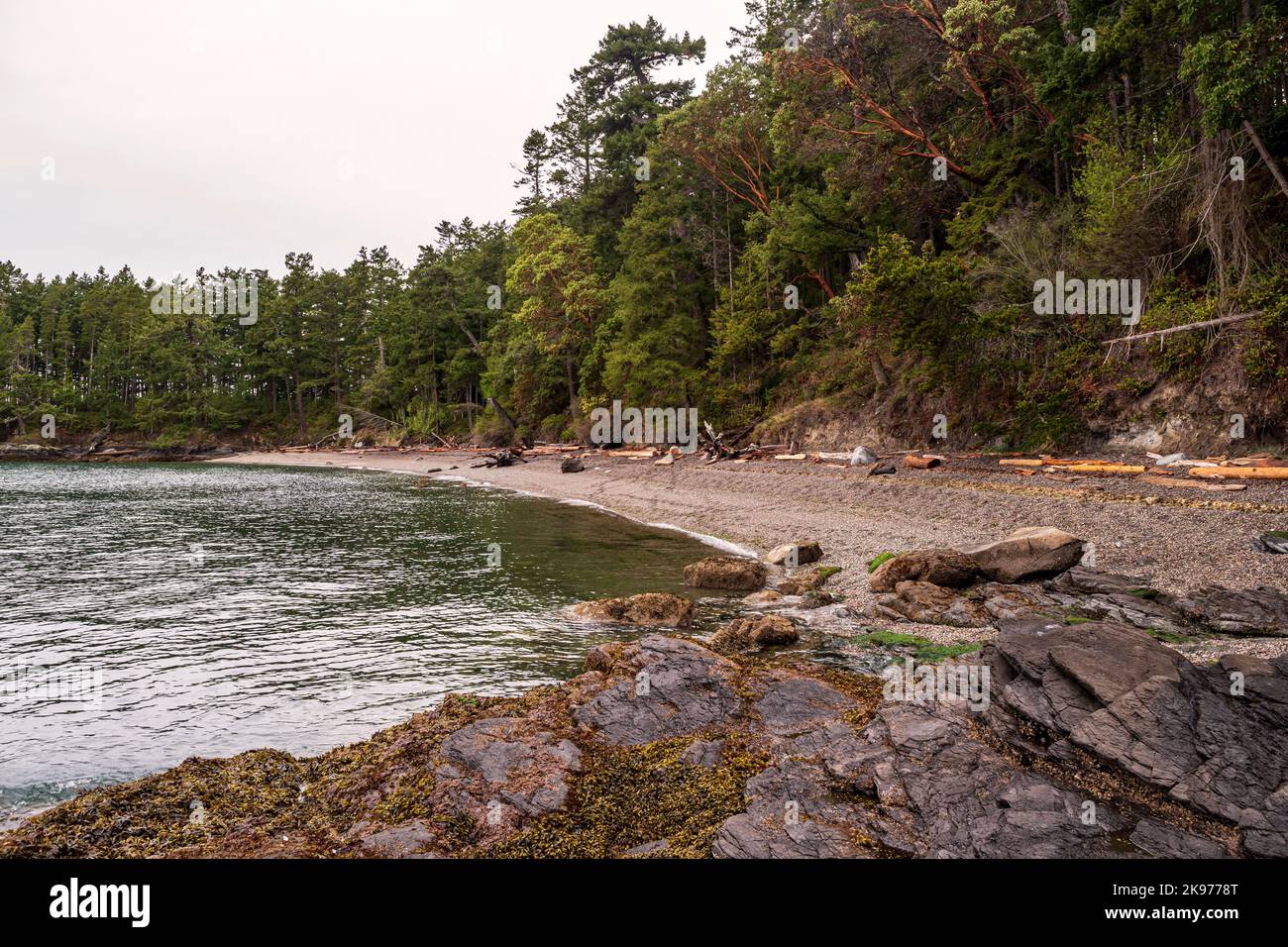 Madrona and evergreen trees line a beach on an overcast day near Doe ...