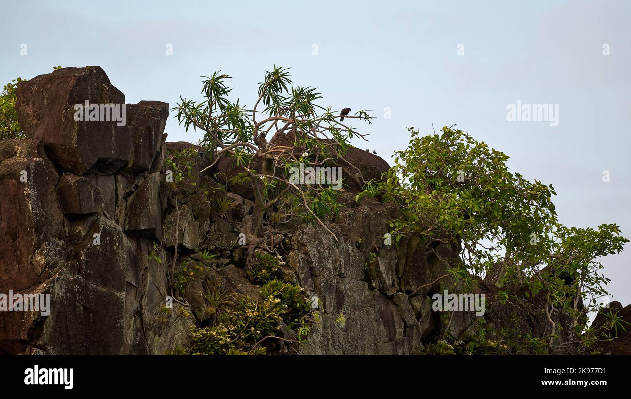 An aerial view of cliff with bird perching on tree branch Stock Photo ...