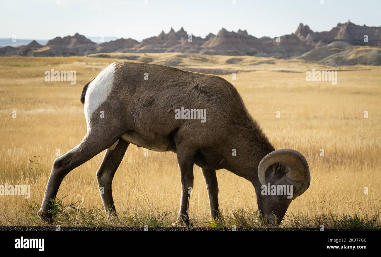 Big horn sheep in Badland National Park, South Dakota, USA Stock Photo ...