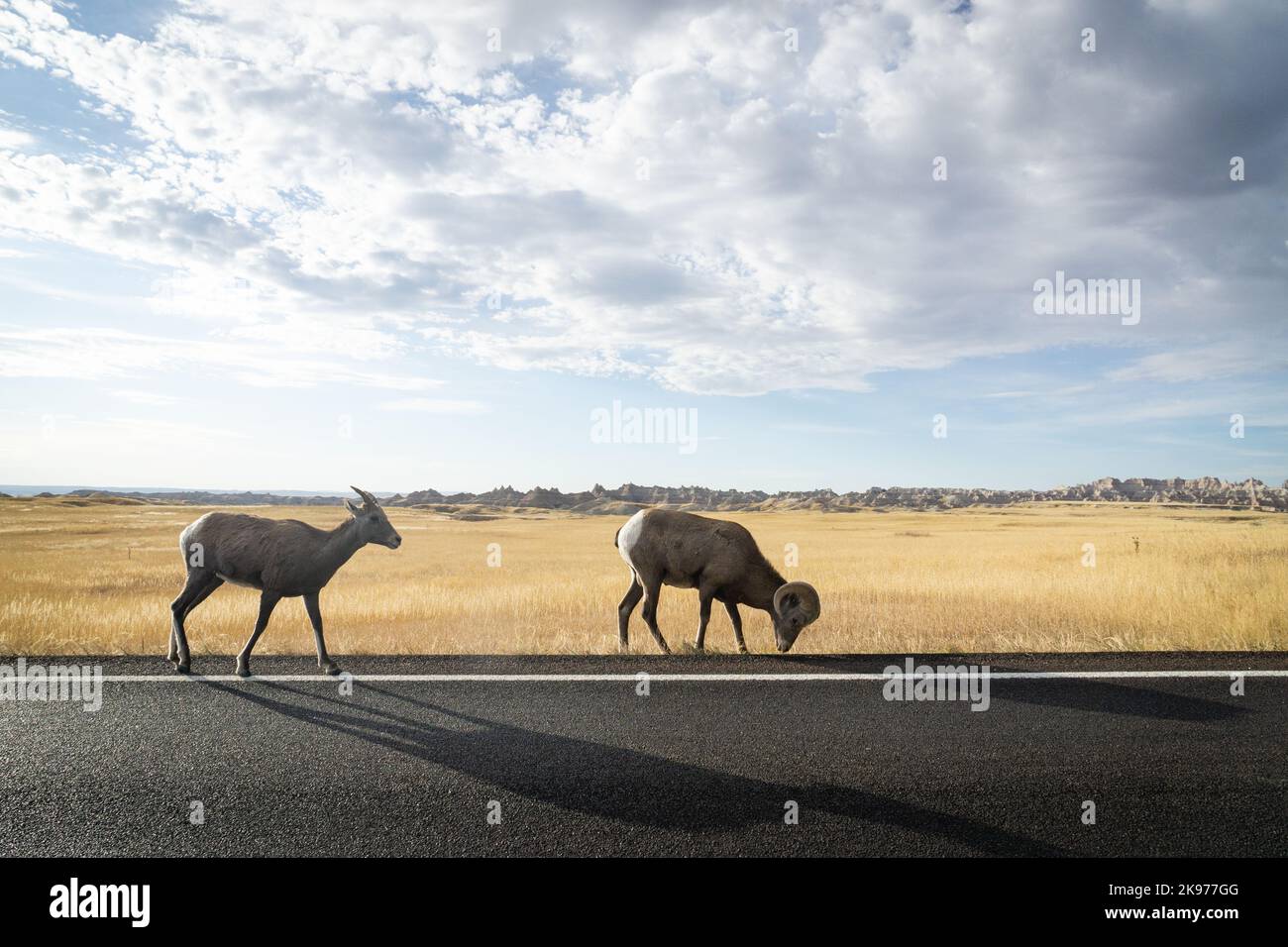 Big horn sheep in Badland National Park, South Dakota, USA Stock Photo ...