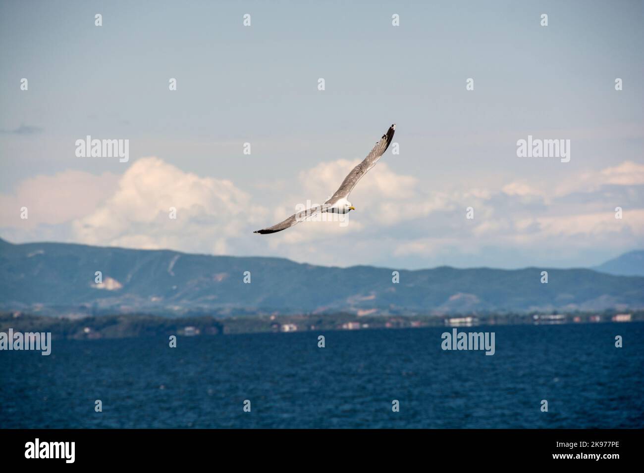 A closeup of a Yellow-legged Gull flying over the sea in the cloudy sky ...