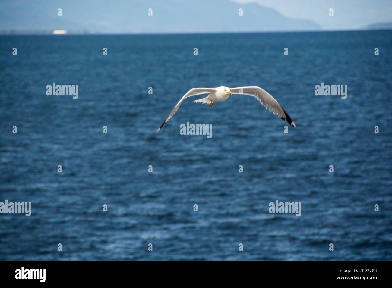 A closeup of a Yellow-legged Gull flying over the sea with its wings ...