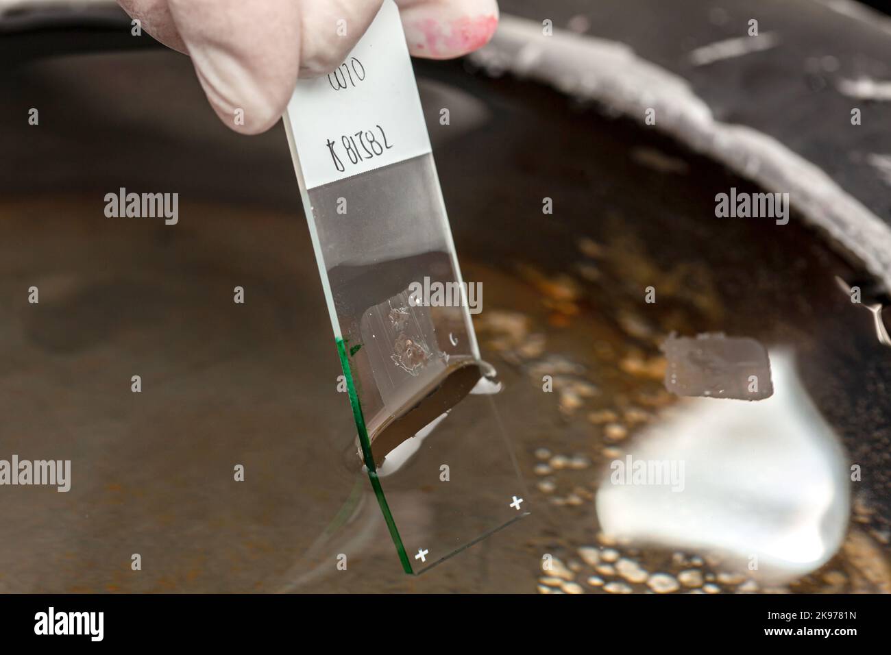 Scientist preparing a paraffin embedded tissue for pathology analysis. Floating method for ...