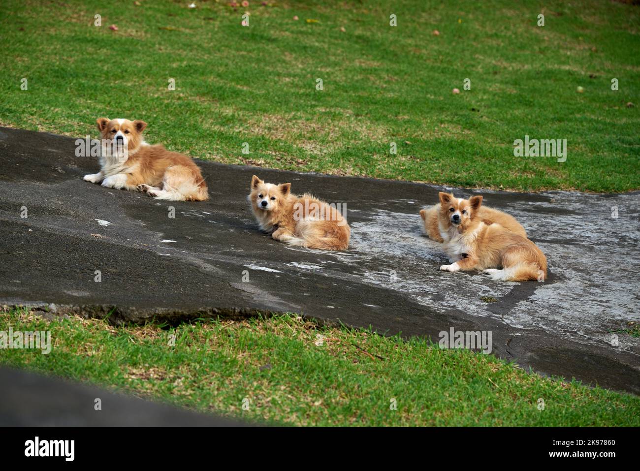 A group of adorable brown dogs laying on the ground in a park with ...