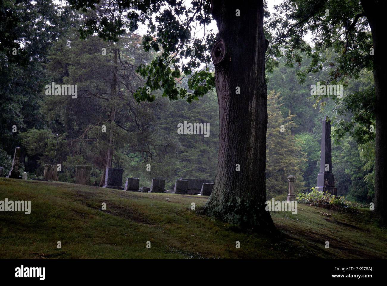 Rose springs hi-res stock photography and images - Alamy