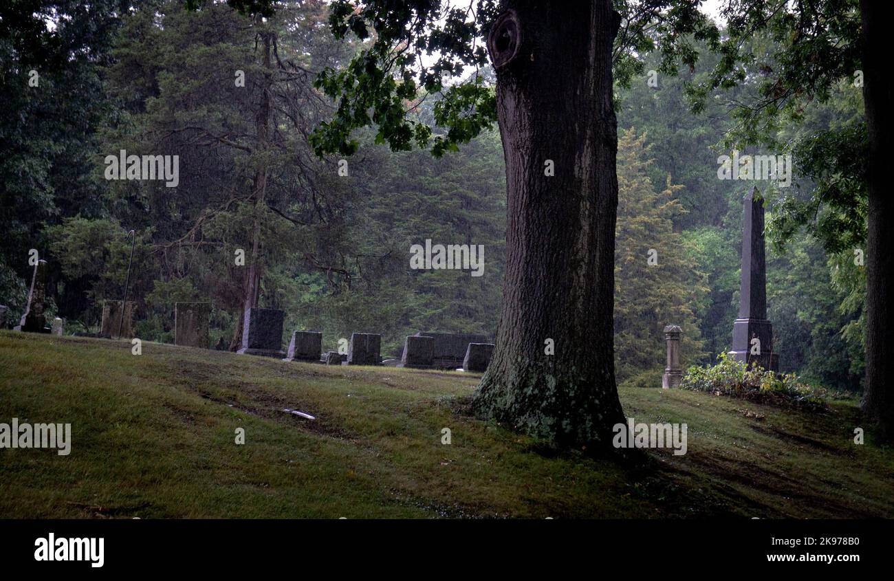 Rose springs hi-res stock photography and images - Alamy