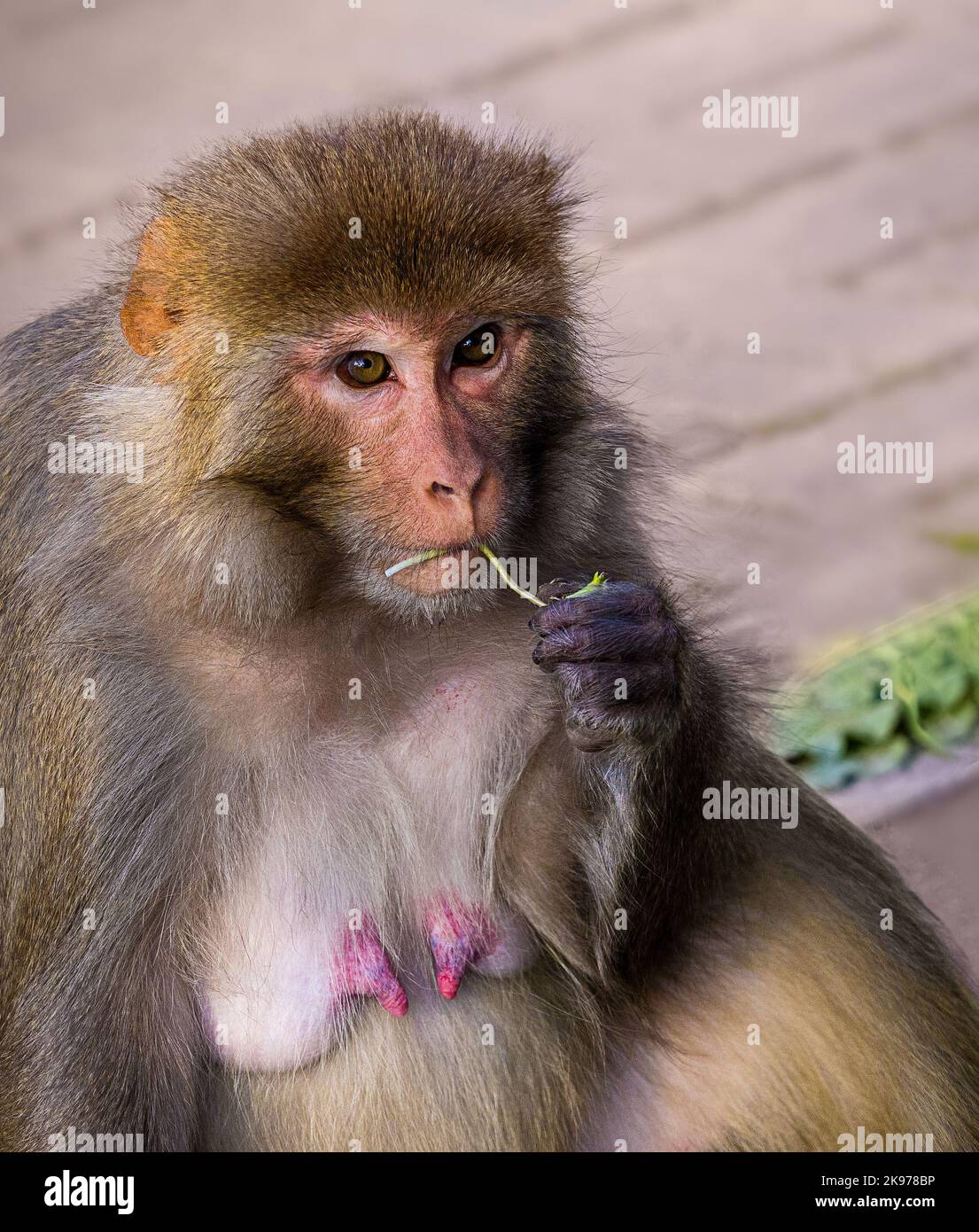 Portrait of a Mother Monkey Stock Photo - Alamy