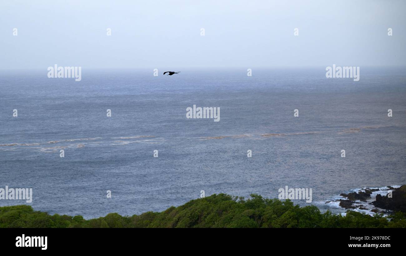 A bird soaring in a cloudy sky over a calm sea with bright green trees ...