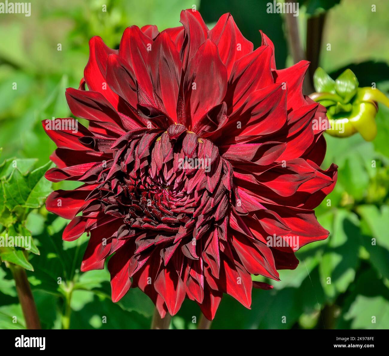 Dahlia deep red flower hi-res stock photography and images - Alamy