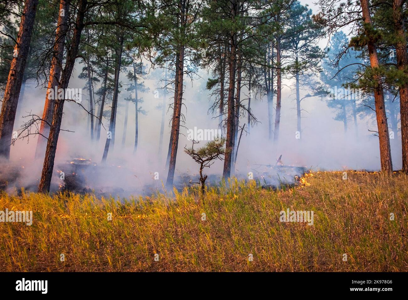 Prescribed forest fire hi-res stock photography and images - Alamy