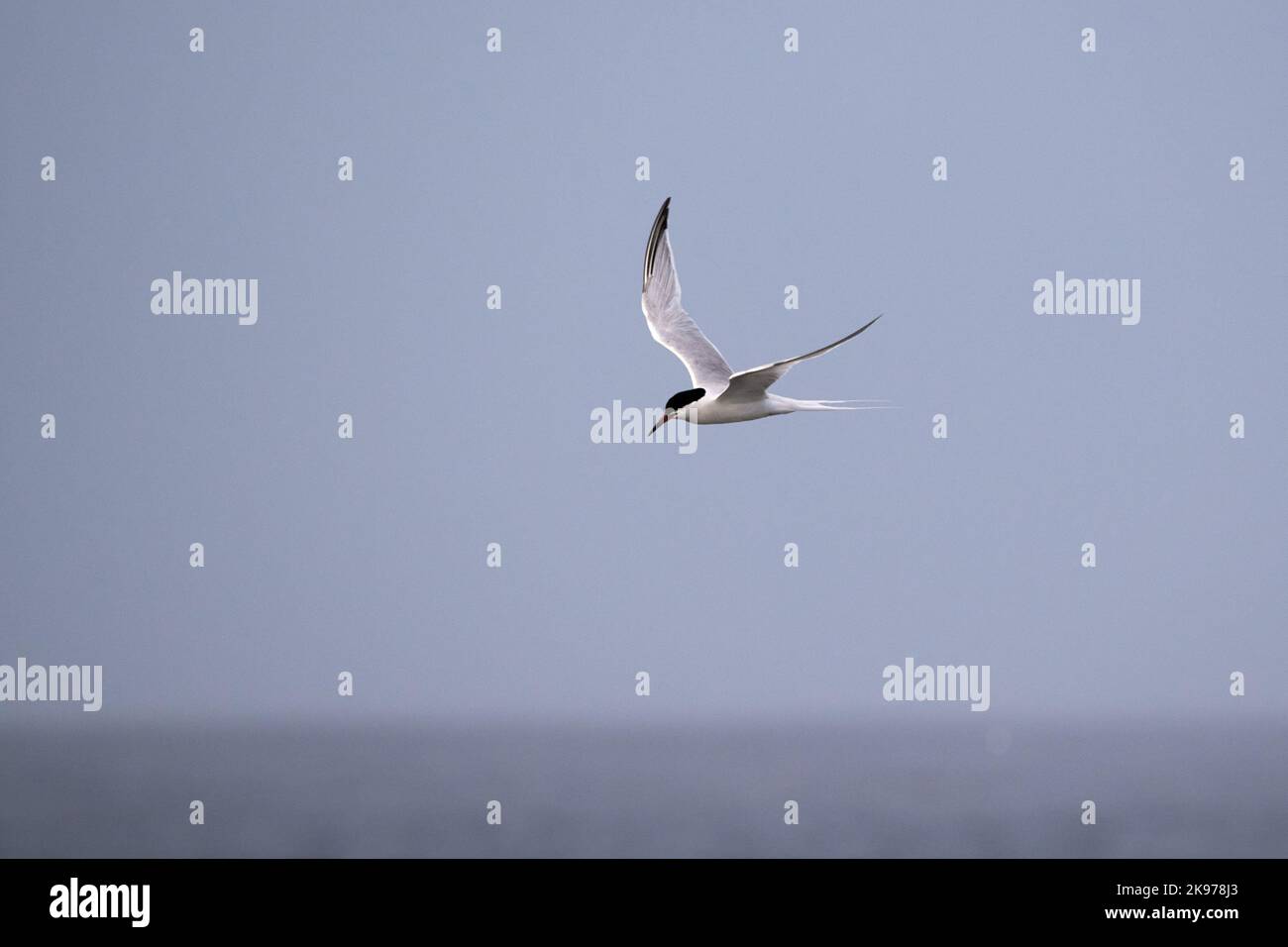 A tern (Sternidae) flying over the sea with a blue sky in the ...
