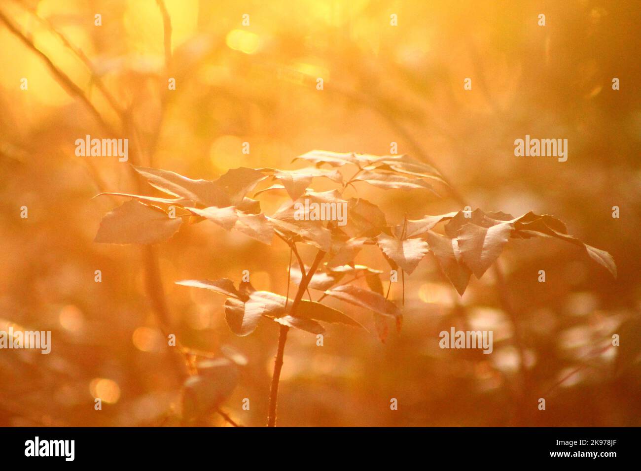 A scenic display of plant leaves captured under glowing sunbeams at ...