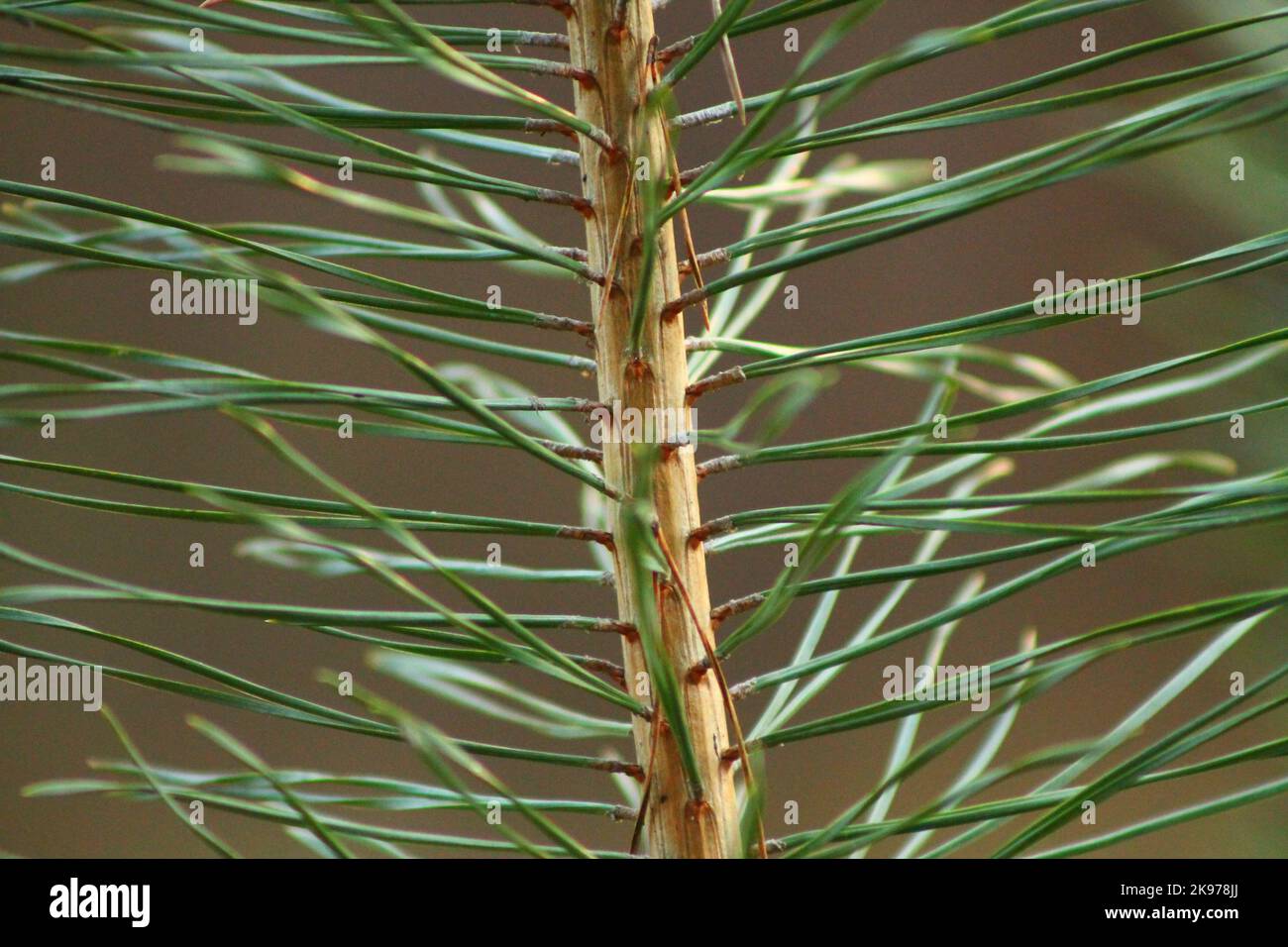 A macro of the evergreen fir tree's needle-like leaves Stock Photo - Alamy