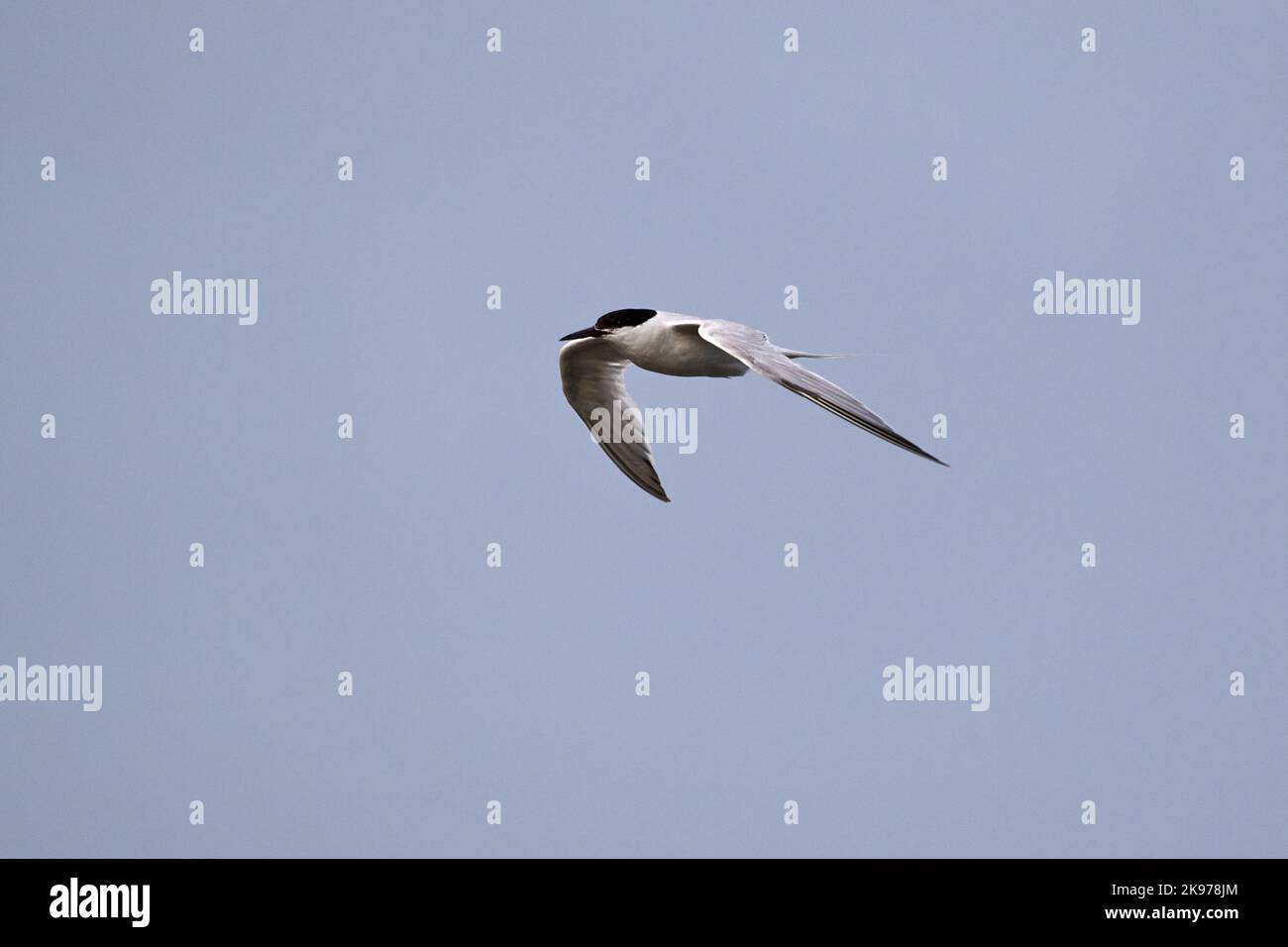 A tern (Sternidae) flying over the sea with a blue sky in the ...