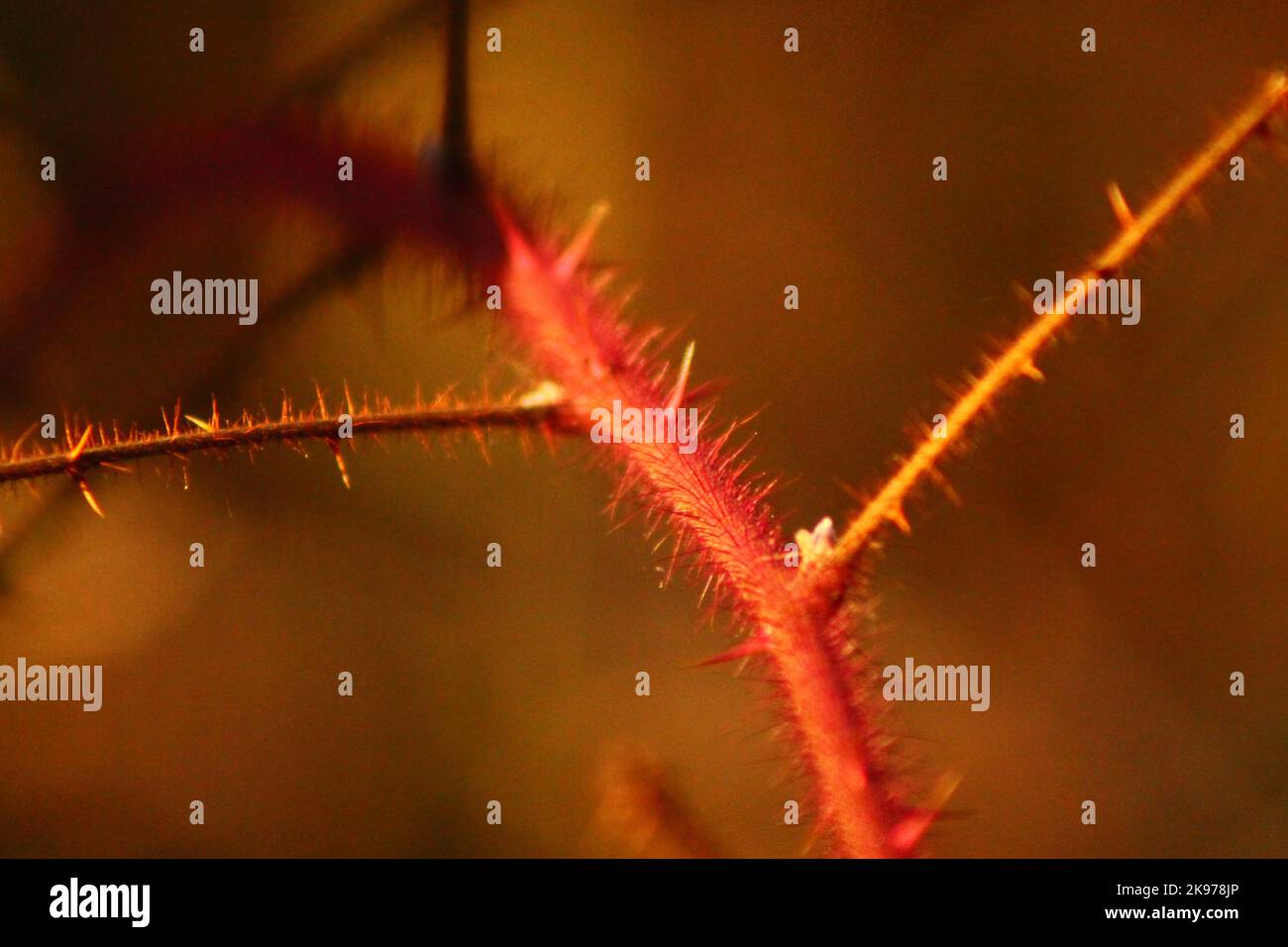 A macro of a wineberry plant's spiky stem captured under sunlight Stock ...