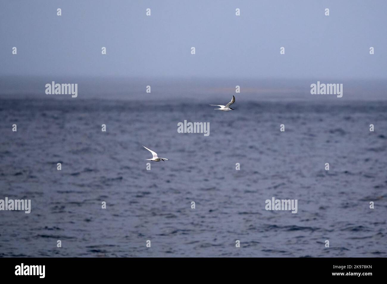 A flock of terns (Sternidae) flying over the sea with a blue sky in the ...