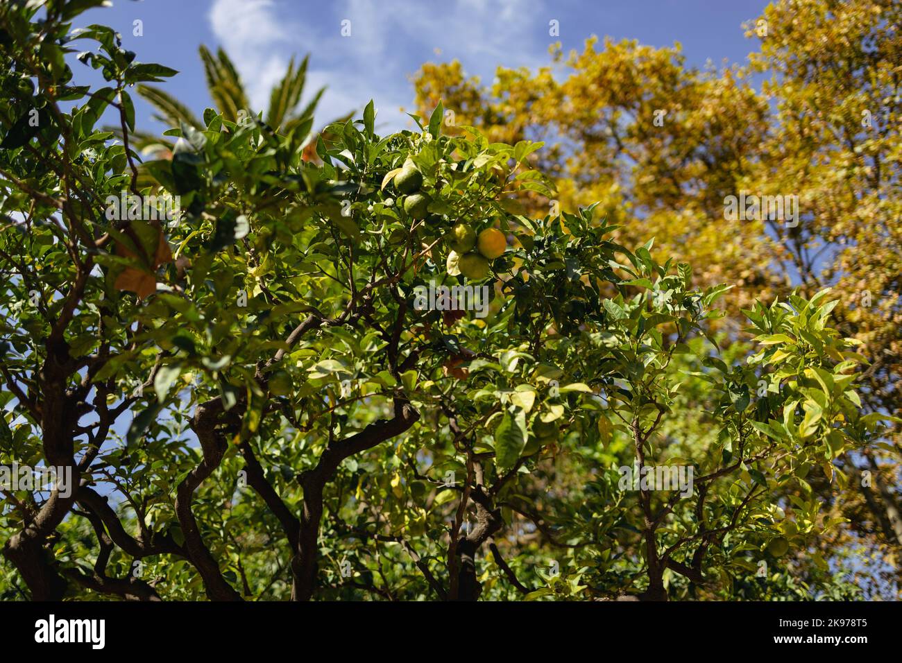 Travel summer tourism holiday vacation background.Citrus lemon trees in ...