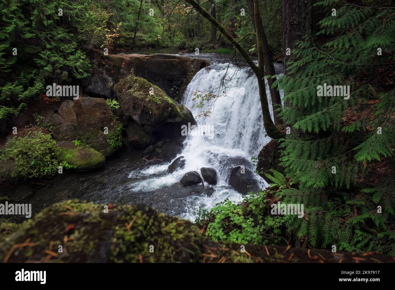 Washington creek pine hi-res stock photography and images - Alamy