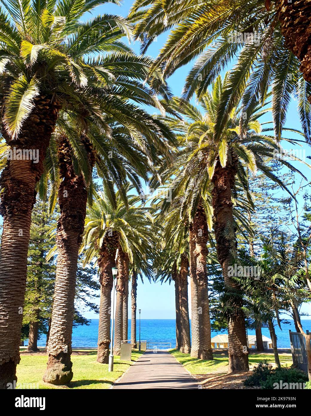 A trail between tall palm trees facing the sea on a sunny morning Stock ...