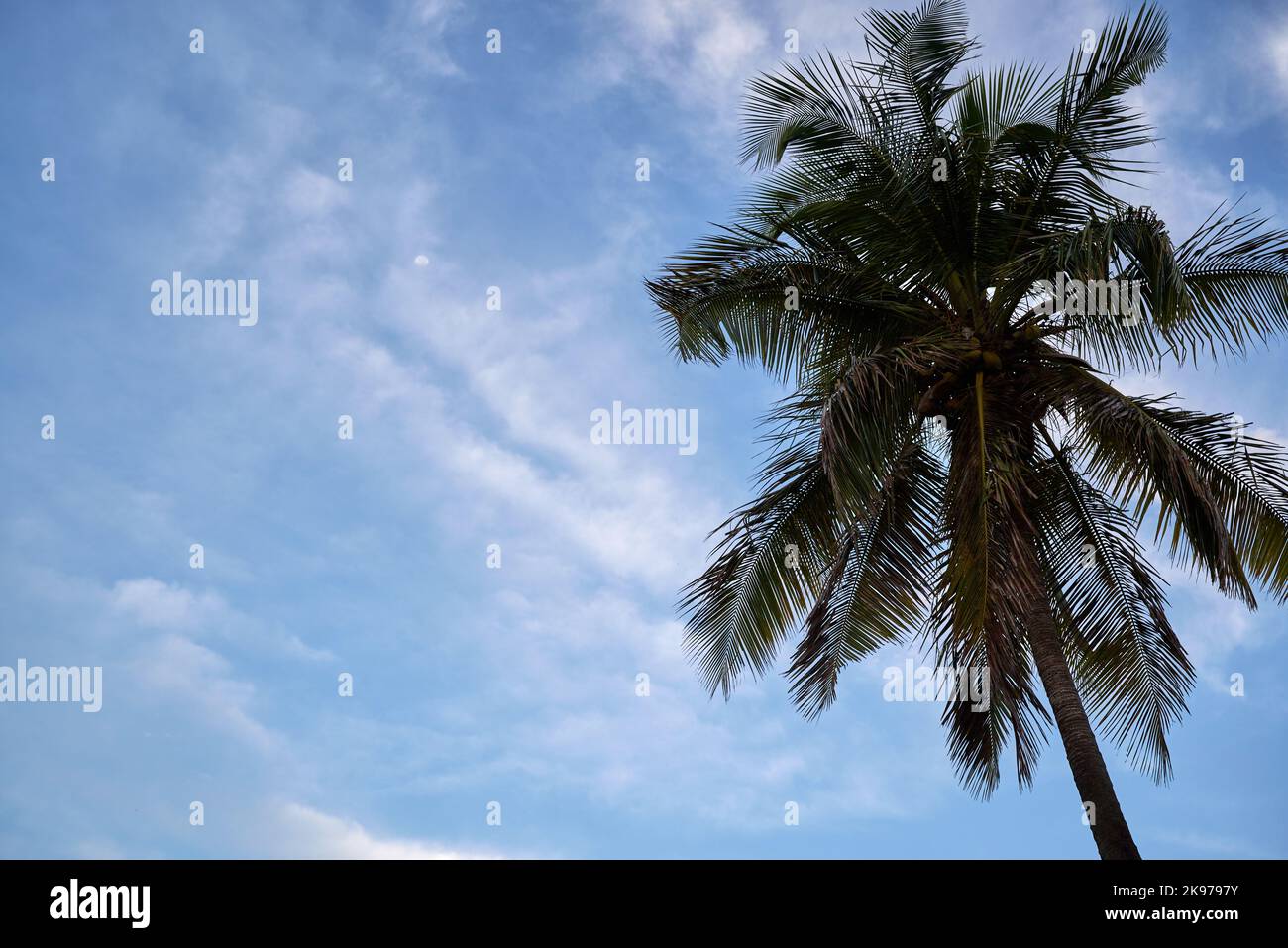 A low-angle shot of a palm tree with a cloudy blue sky in the ...