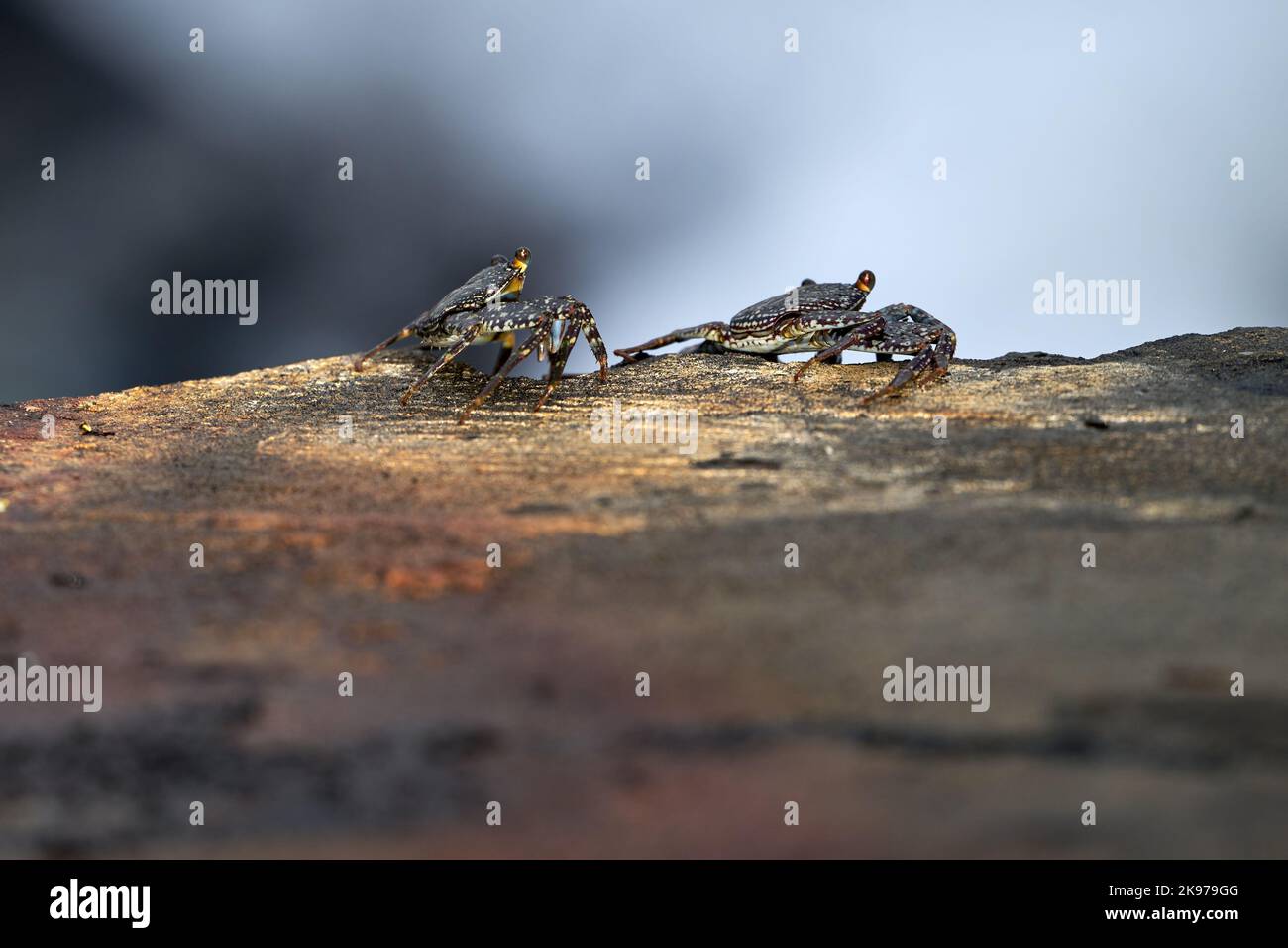 A close-up of two crabs fighting Stock Photo - Alamy
