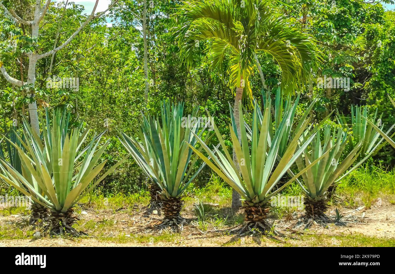 Tropical mexican caribbean beach palm trees and fir trees in jungle ...