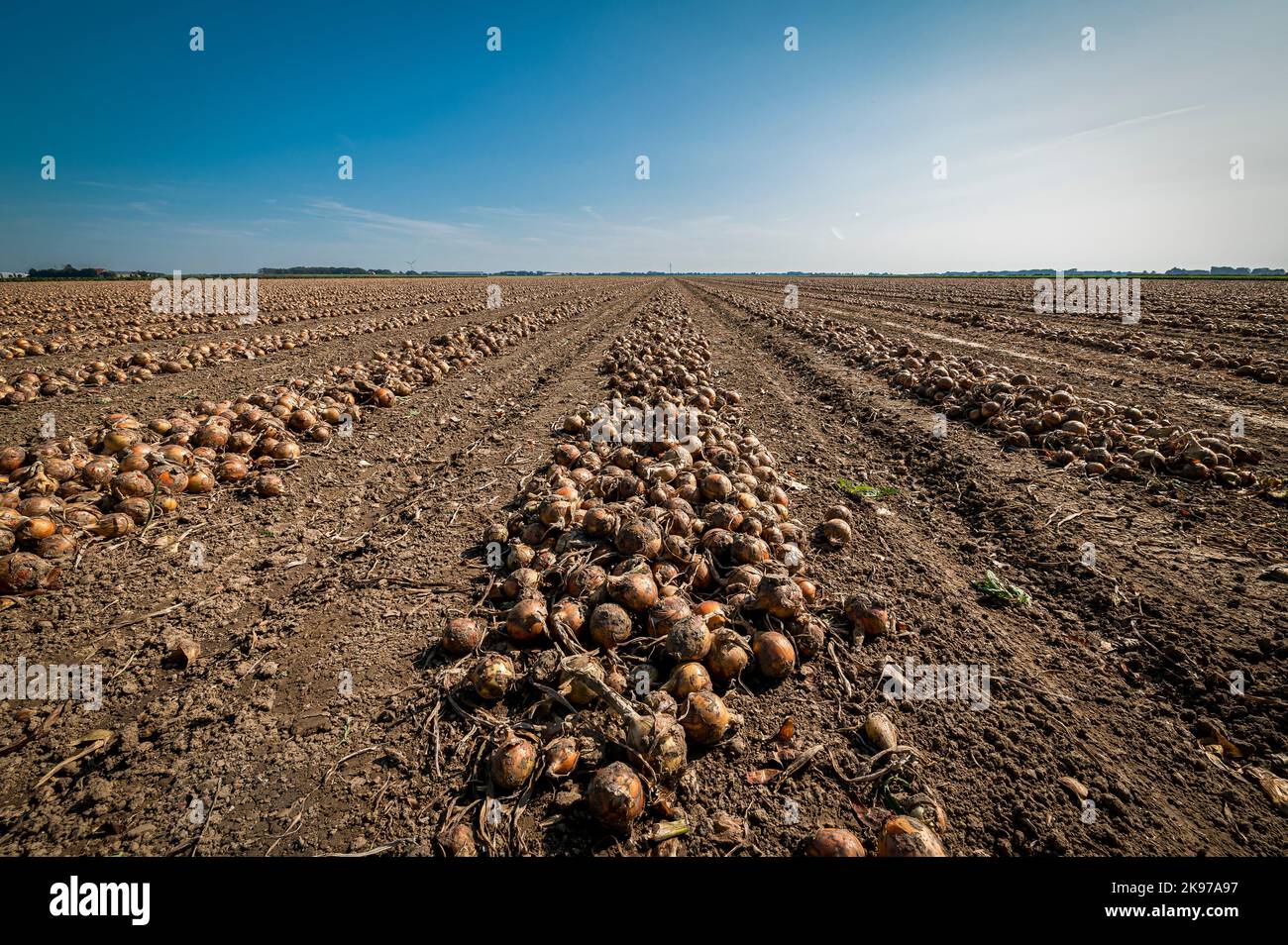 A vertical shot of onions in a farm Stock Photo - Alamy