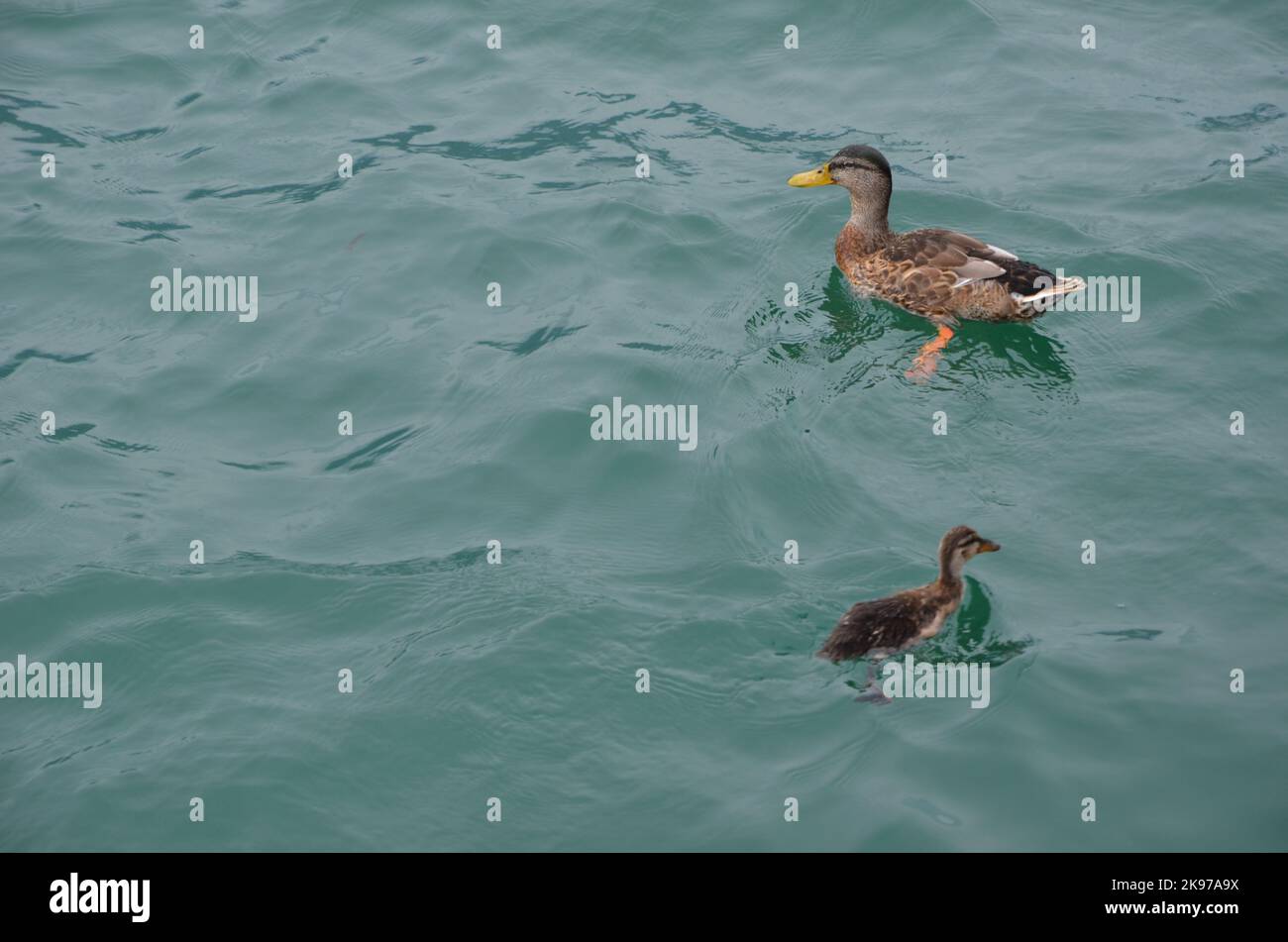 A top view of beautiful female mallard and duckling on lake Stock Photo ...