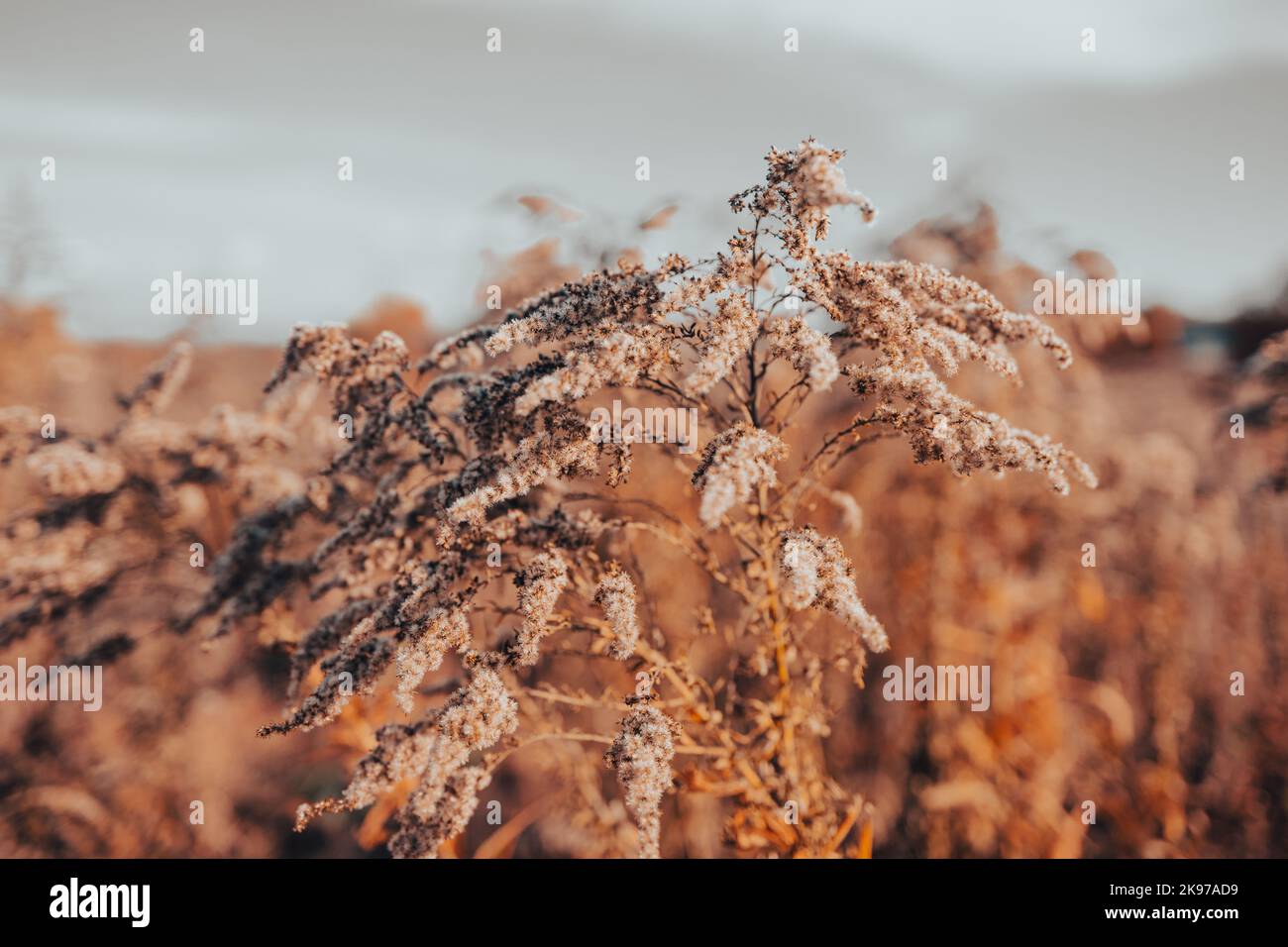 Wild dry yellow grass with copy space. Texture, background, wallpaper ...