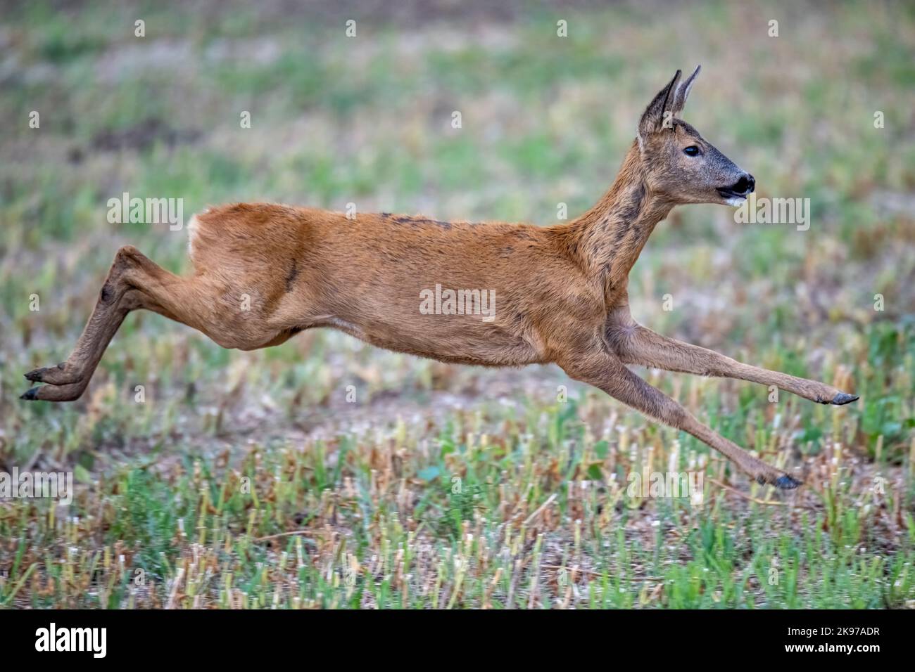 Jumping deer silhouette hi-res stock photography and images - Alamy