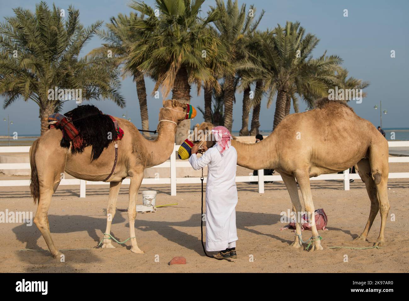 Doha, Qatar- October,22,2022 : A man puts traditional riding equipment ...