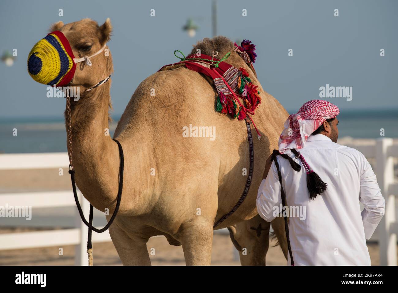 Doha, Qatar- October,22,2022 : A man puts traditional riding equipment ...