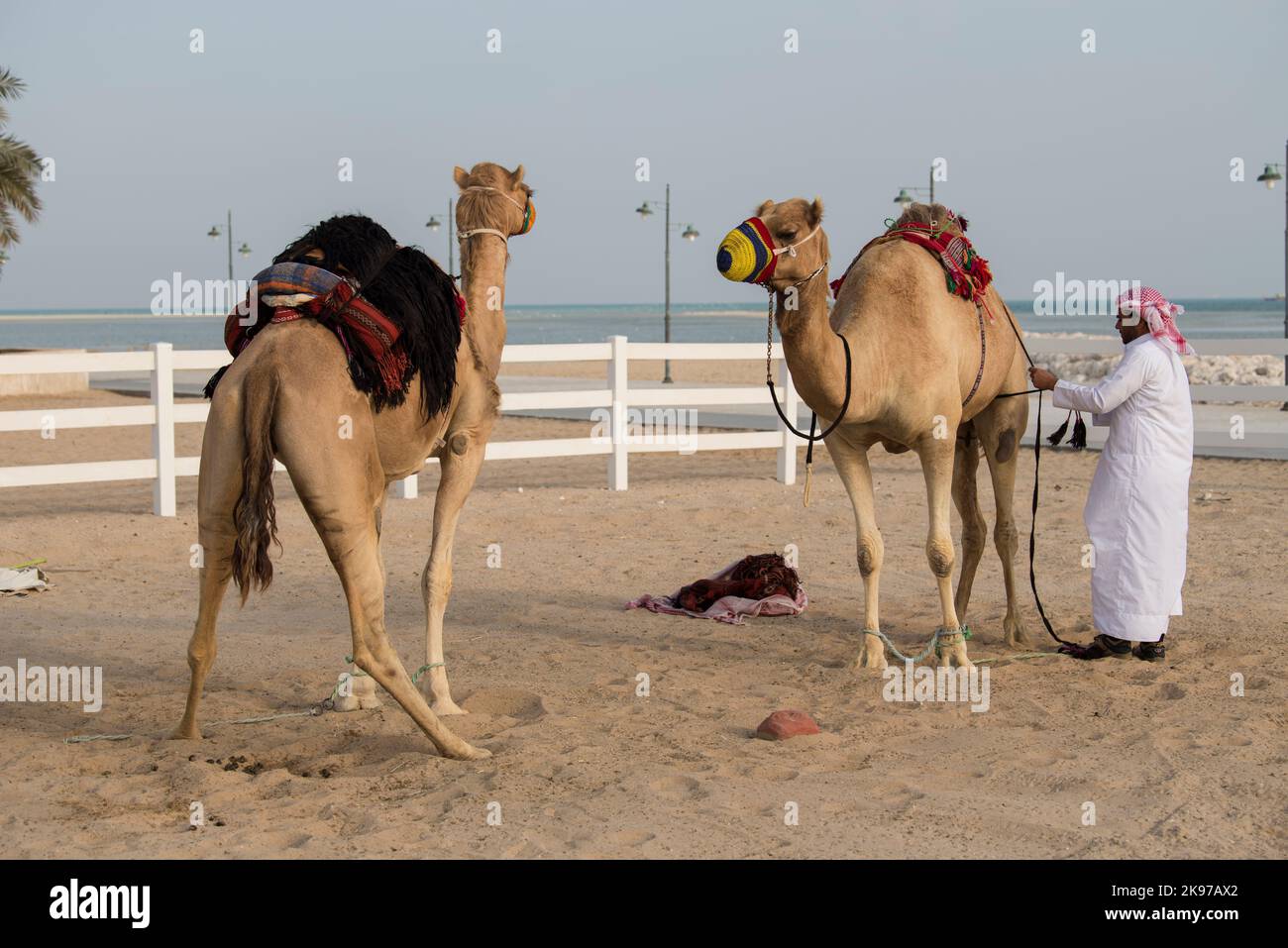 Doha, Qatar- October,22,2022 : A man puts traditional riding equipment ...