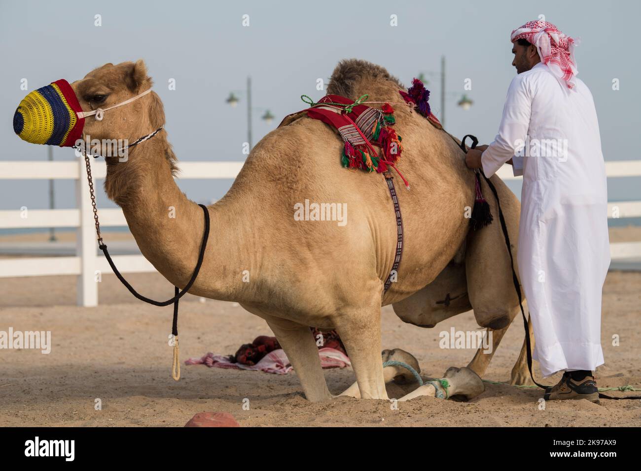 Doha, Qatar- October,22,2022 : A man puts traditional riding equipment ...