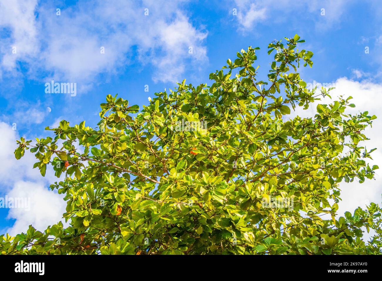 Tropical mexican caribbean beach palm trees and fir trees in jungle ...