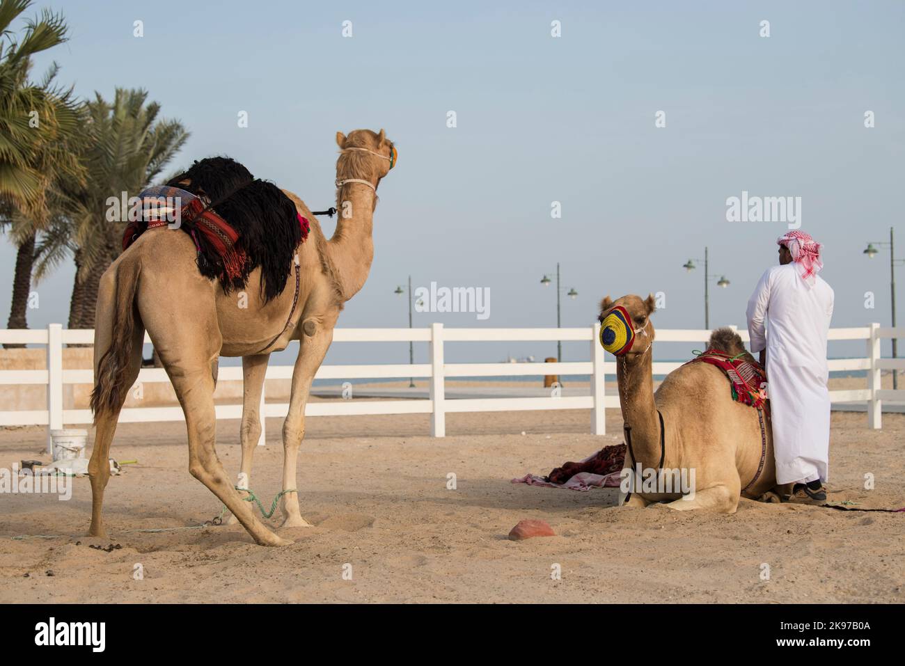 Doha, Qatar- October,22,2022 : A man puts traditional riding equipment ...