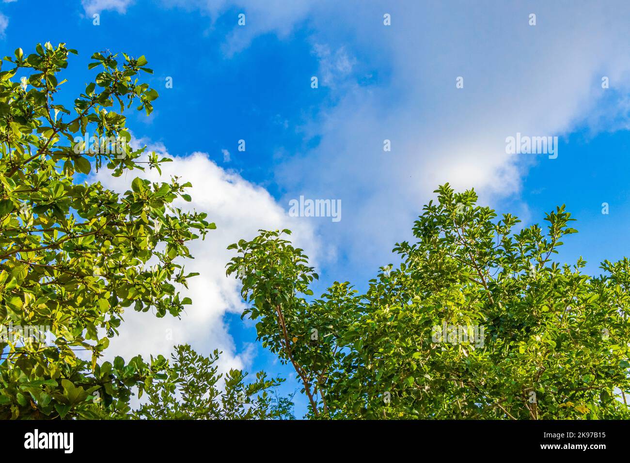 Tropical mexican caribbean beach palm trees and fir trees in jungle ...