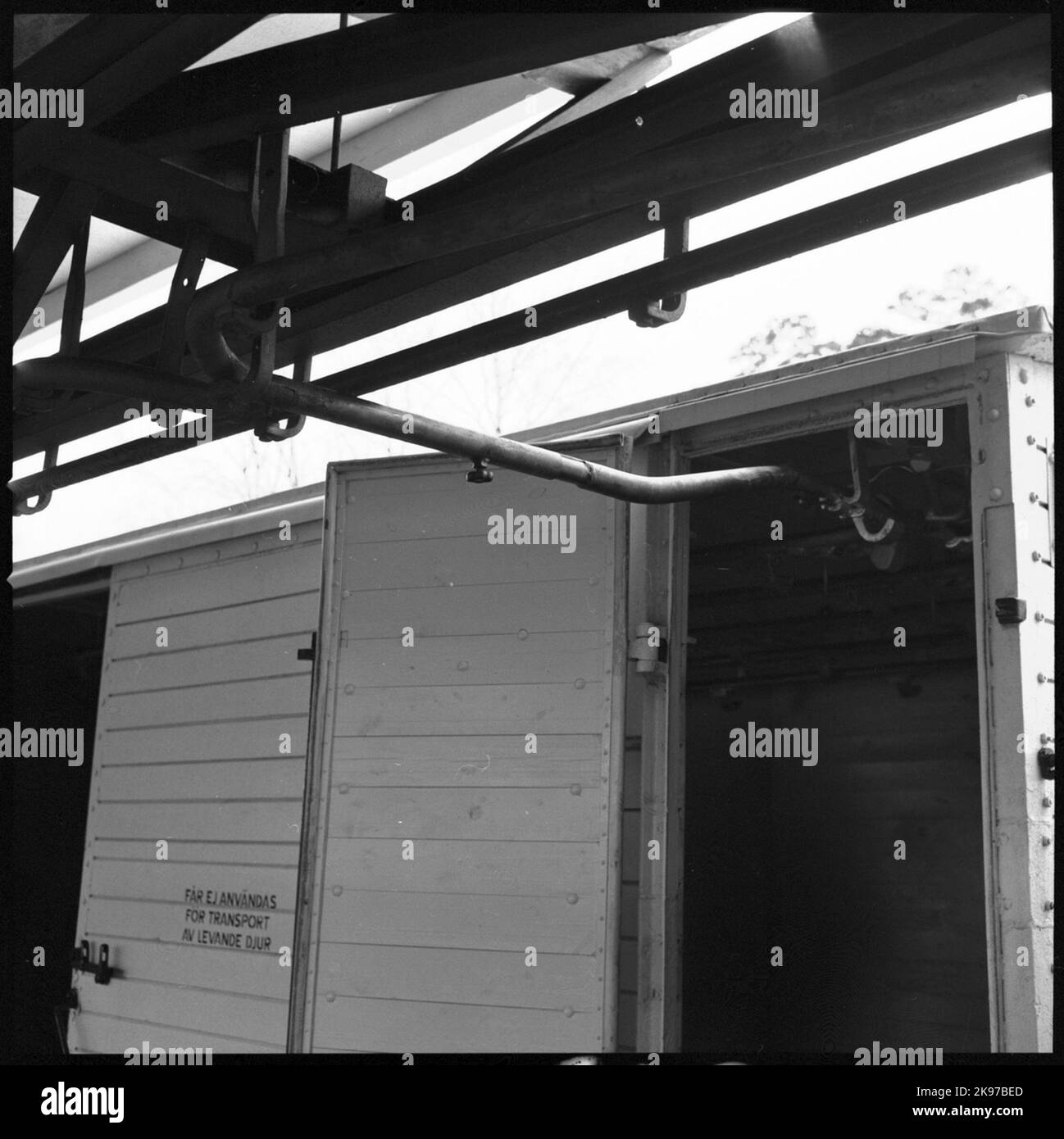 Cooling car transport. Loading of pork Stock Photo - Alamy