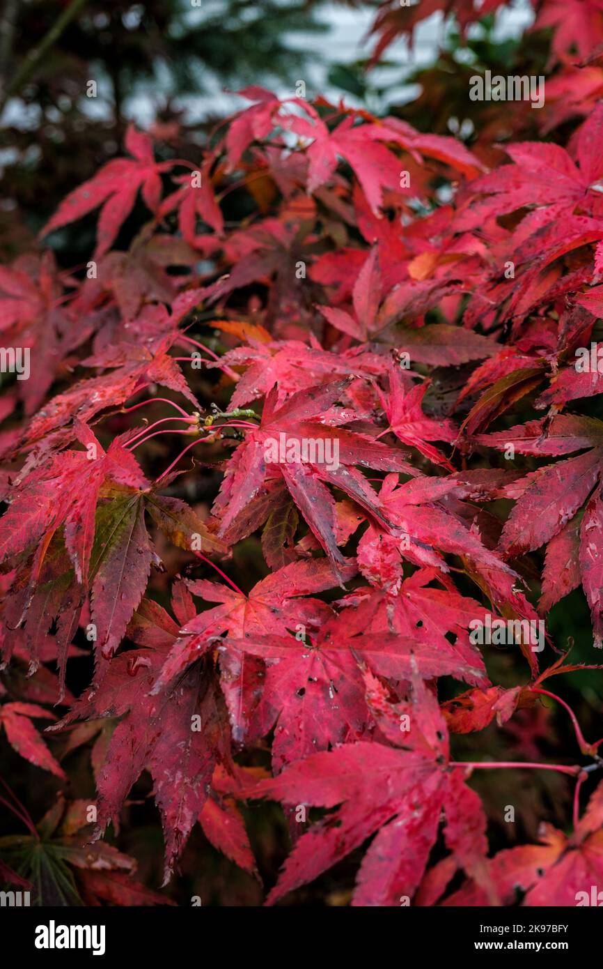 Fallen Autumn Golden And Brown Leaves On The Floor With No People Stock ...