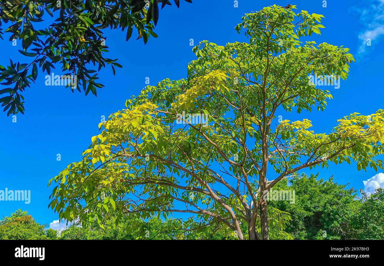 Tropical mexican caribbean beach palm trees and fir trees in jungle ...